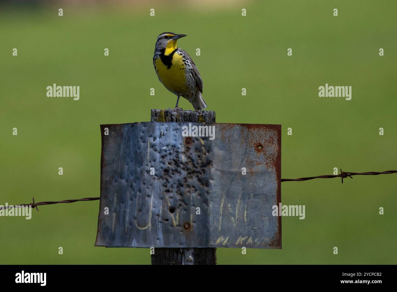 Western Meadowlark in California Stock Photo - Alamy