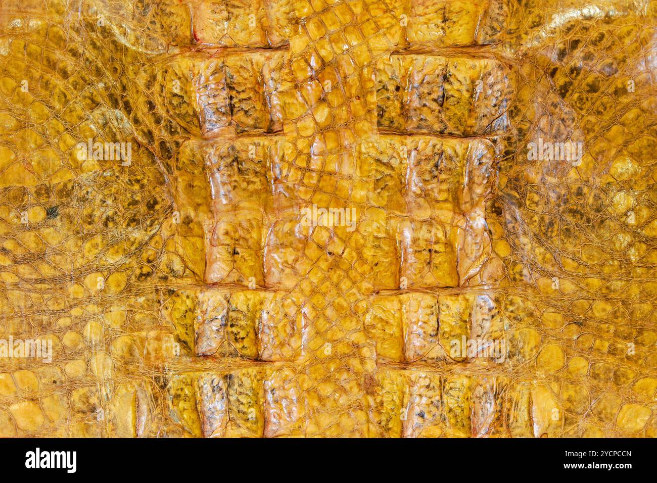 Alligator skin hi-res stock photography and images - Alamy