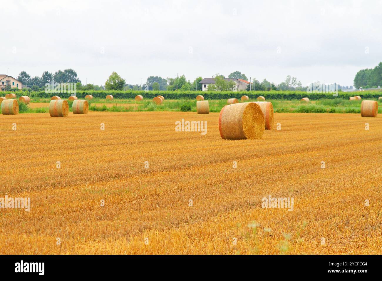Rolling haystacks in the yellow agriculture field Stock Photo - Alamy
