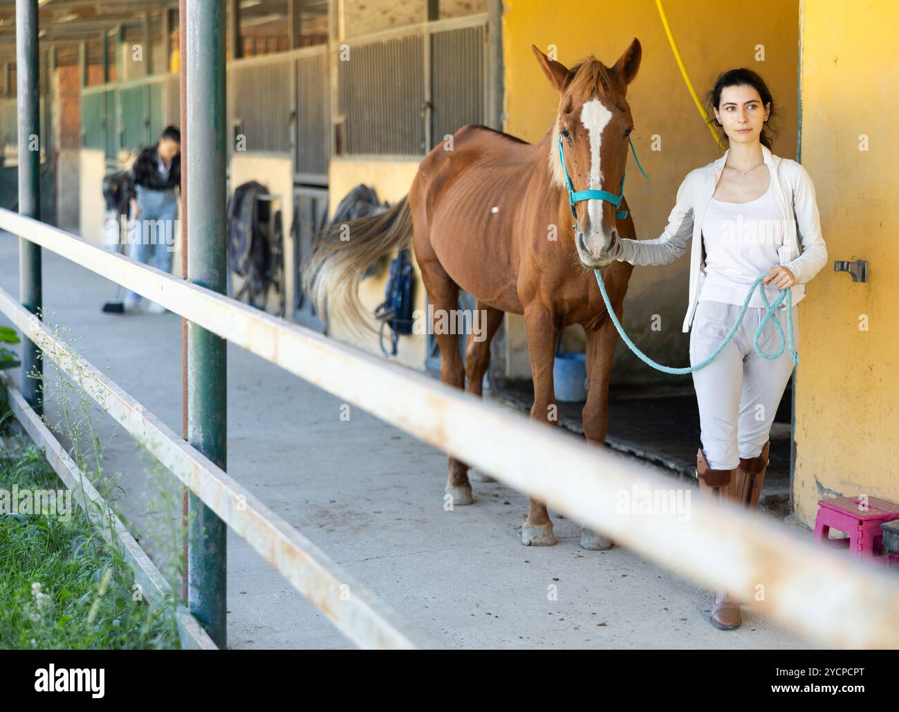 Armenian female worker takes horse out of stall, holds animal by bridle ...