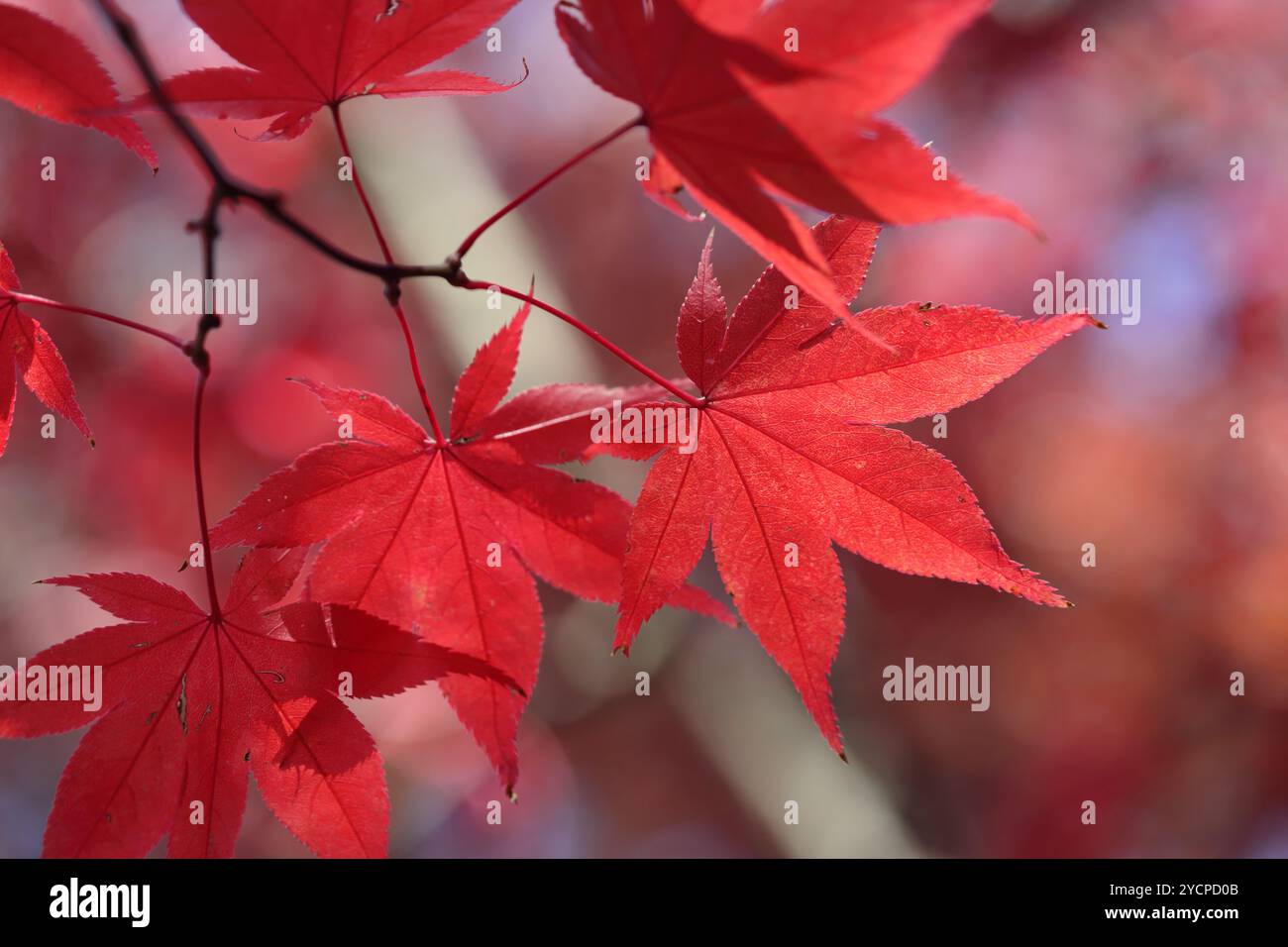 Leaves with markings hi-res stock photography and images - Alamy