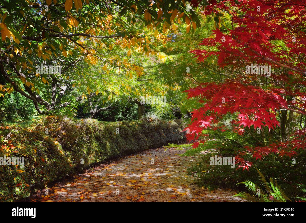 Dappled sunlight walkway hi-res stock photography and images - Alamy