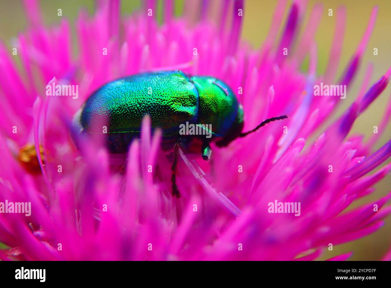European rose chafer bug - Cetonia aurata Stock Photo - Alamy