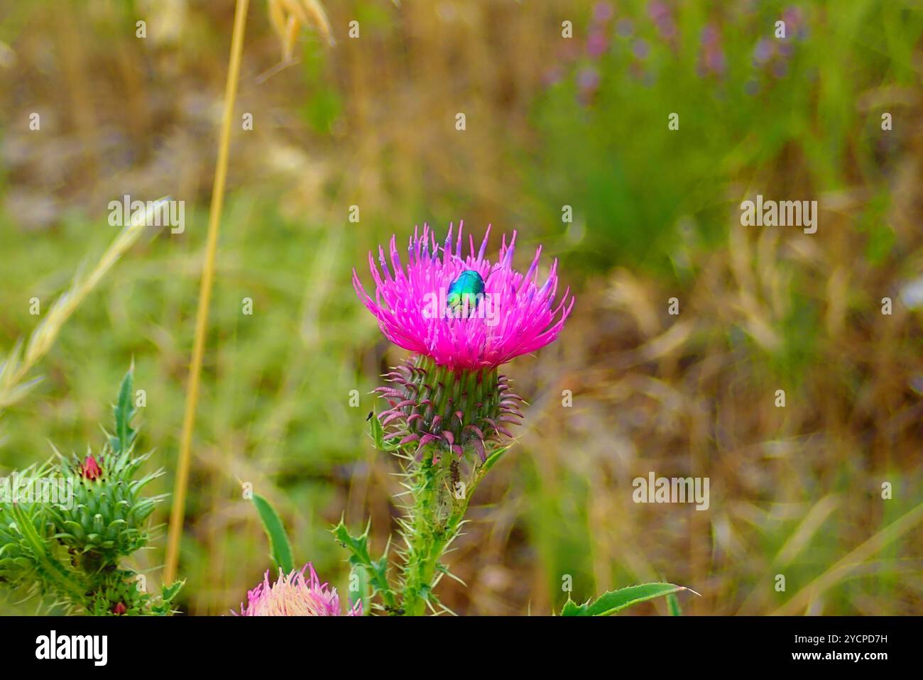 European rose chafer bug - Cetonia aurata Stock Photo - Alamy