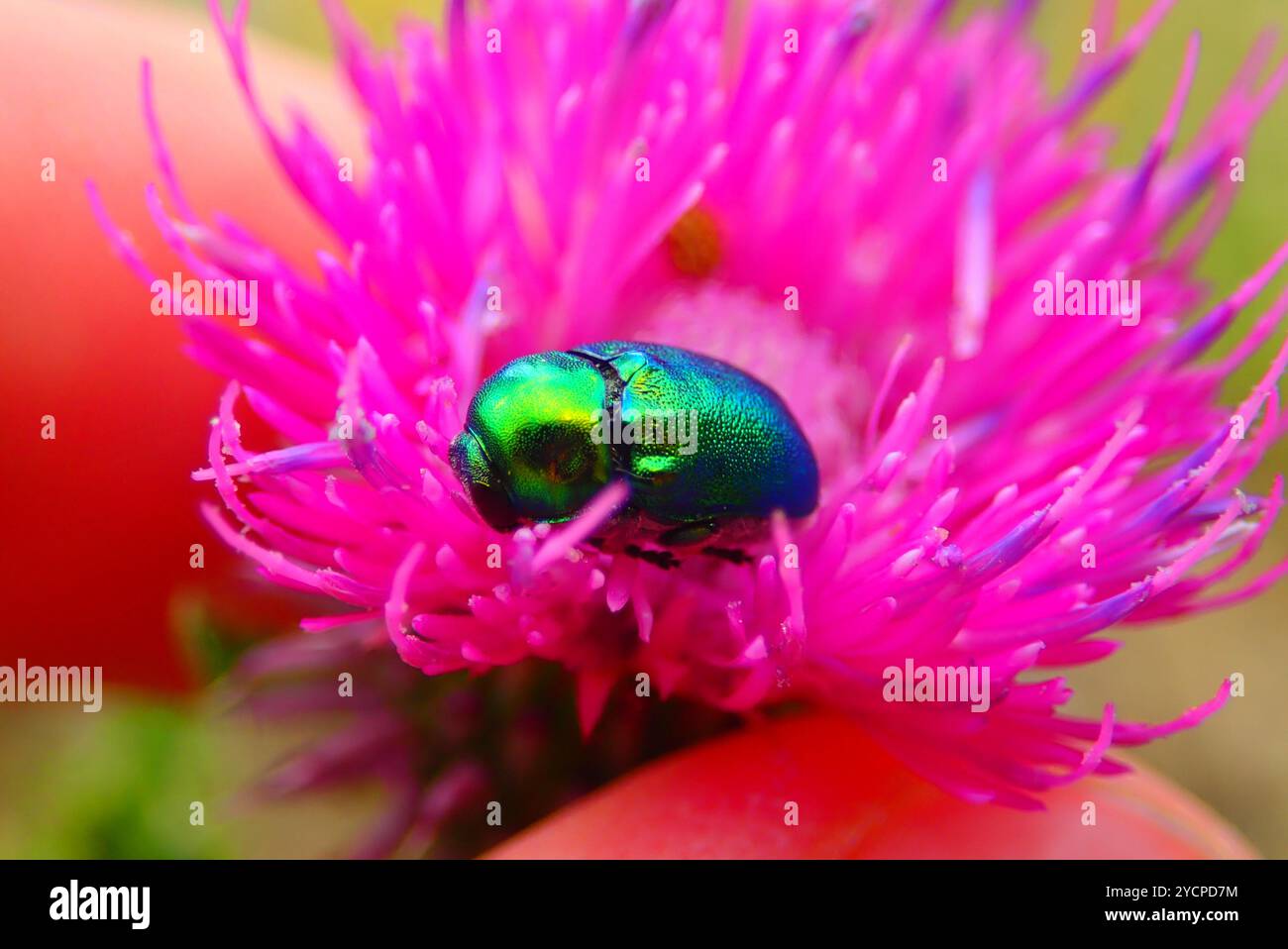 European rose chafer bug - Cetonia aurata Stock Photo - Alamy