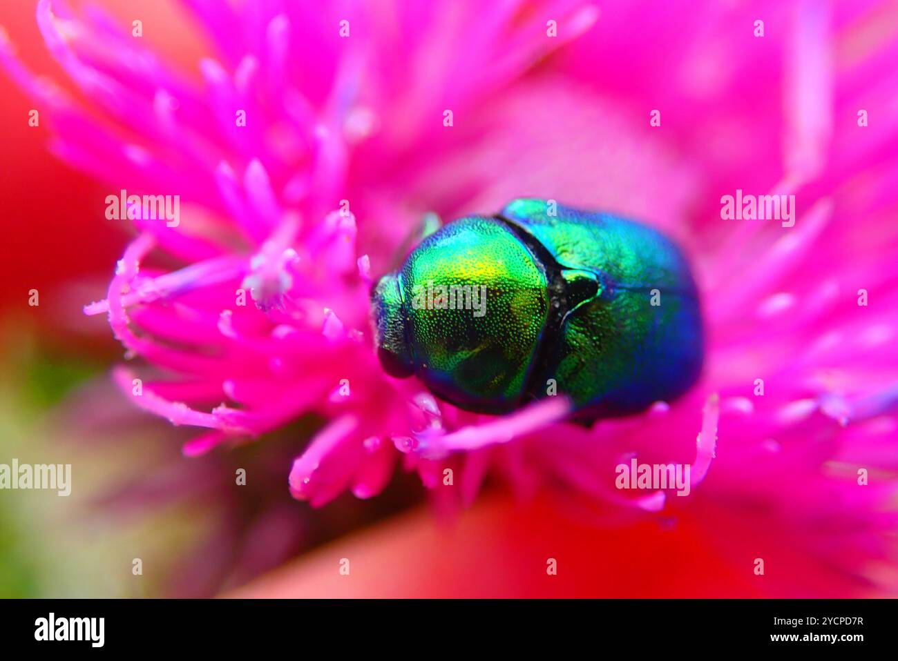 European rose chafer bug - Cetonia aurata Stock Photo - Alamy