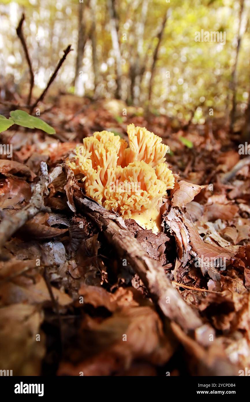 Strict coral mushroom - Ramaria Strica Stock Photo - Alamy