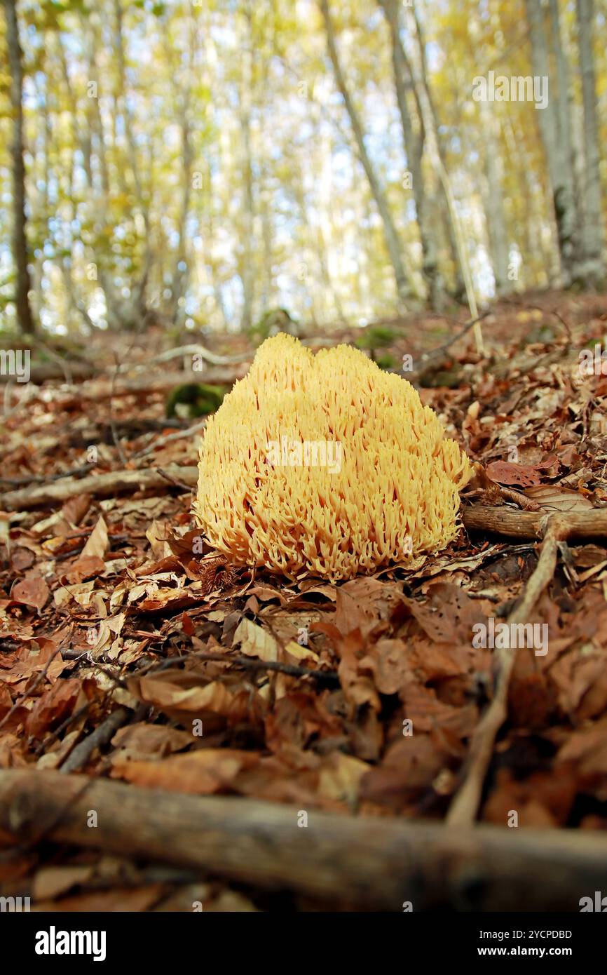 Strict coral mushroom hi-res stock photography and images - Alamy