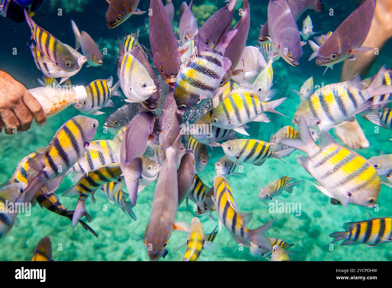 Tropical Coral Reef.Man feeds the tropical fish Stock Photo - Alamy