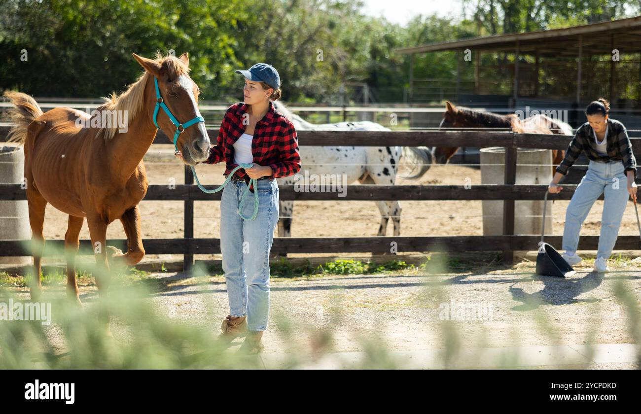 Positive girl, owner of horse, walks pet outdoor in paddock Stock Photo - Alamy