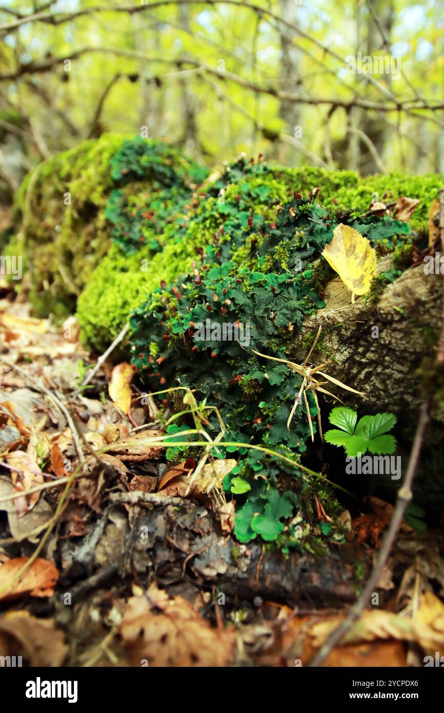 Peltigera horizontalis hi-res stock photography and images - Alamy