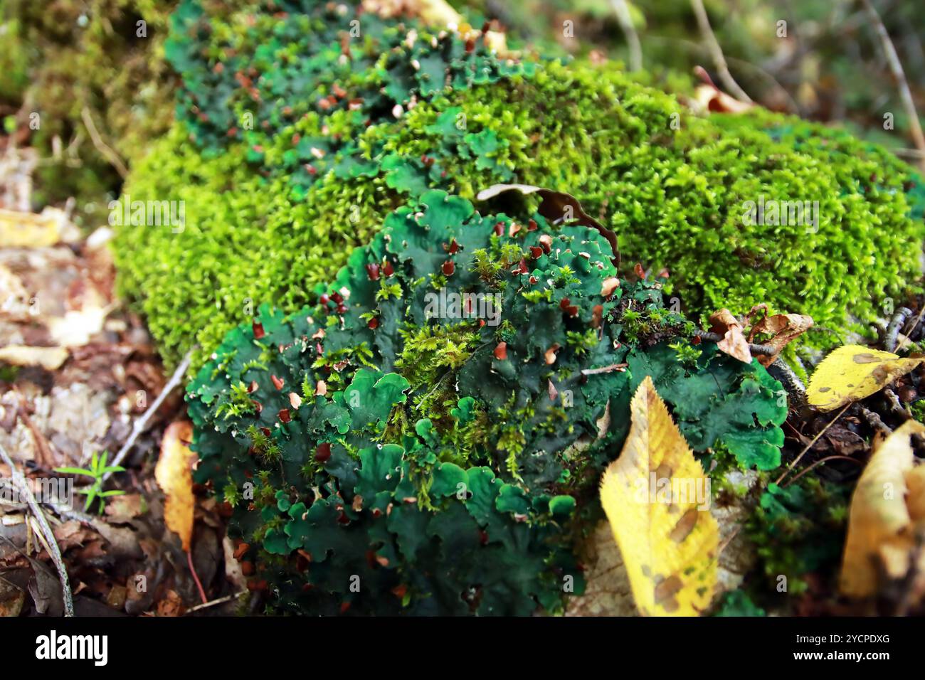 Peltigera sp. foliose lichens close up shot into the woods in early ...