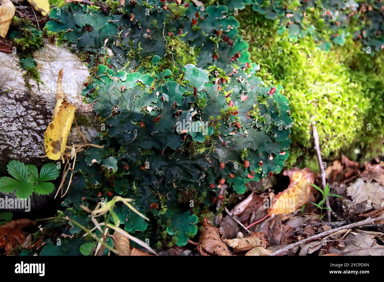 Peltigera sp. foliose lichens close up shot into the woods in early ...