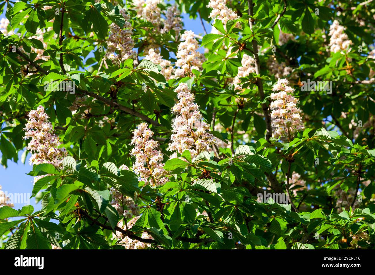 Horsechestnut horse chestnut hi-res stock photography and images - Alamy