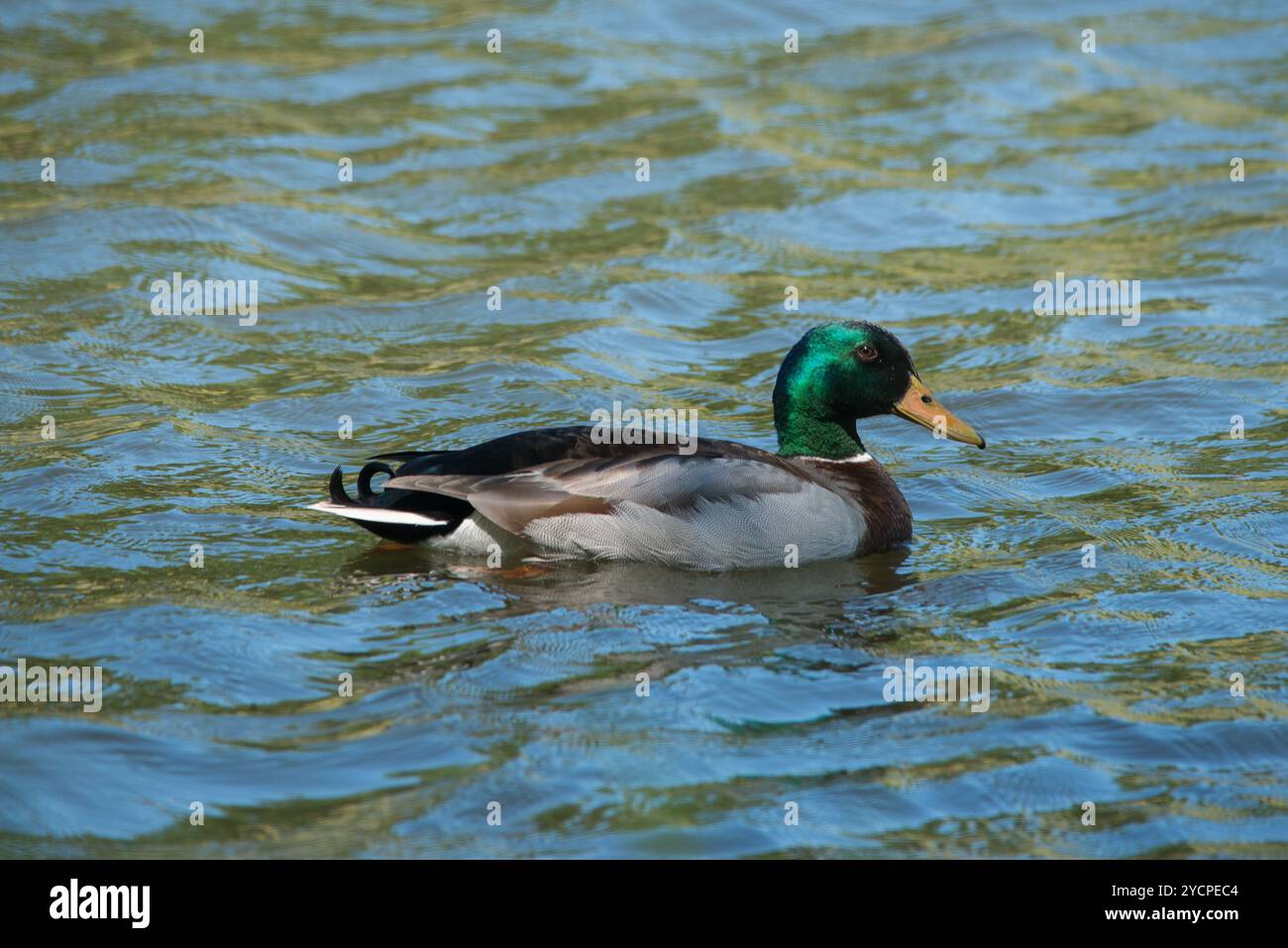 Birds of woodlands hi-res stock photography and images - Alamy