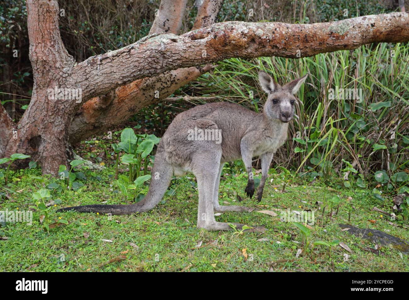 Tree kangaroo about to jump in tree hi-res stock photography and images ...