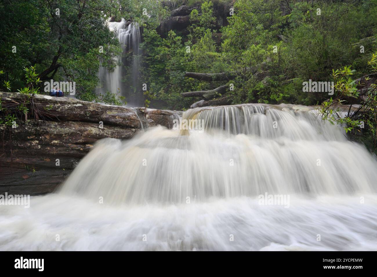 Splendour of trees hi-res stock photography and images - Alamy