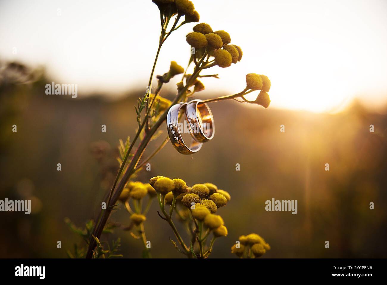 Wedding rings closeup on branch Stock Photo - Alamy