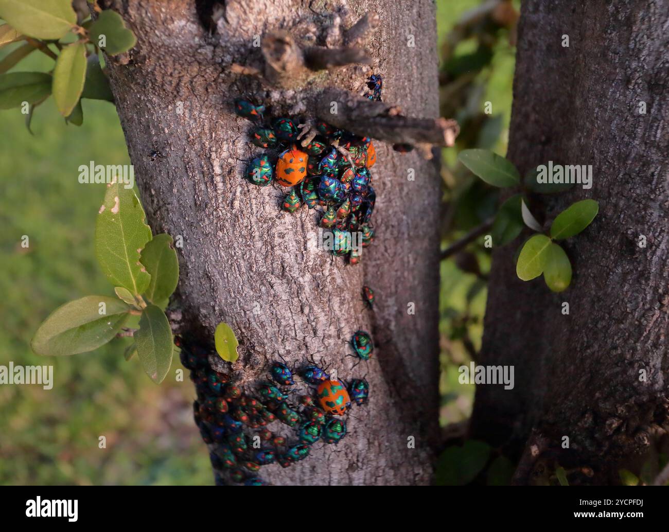 Harlequin bug hi-res stock photography and images - Alamy