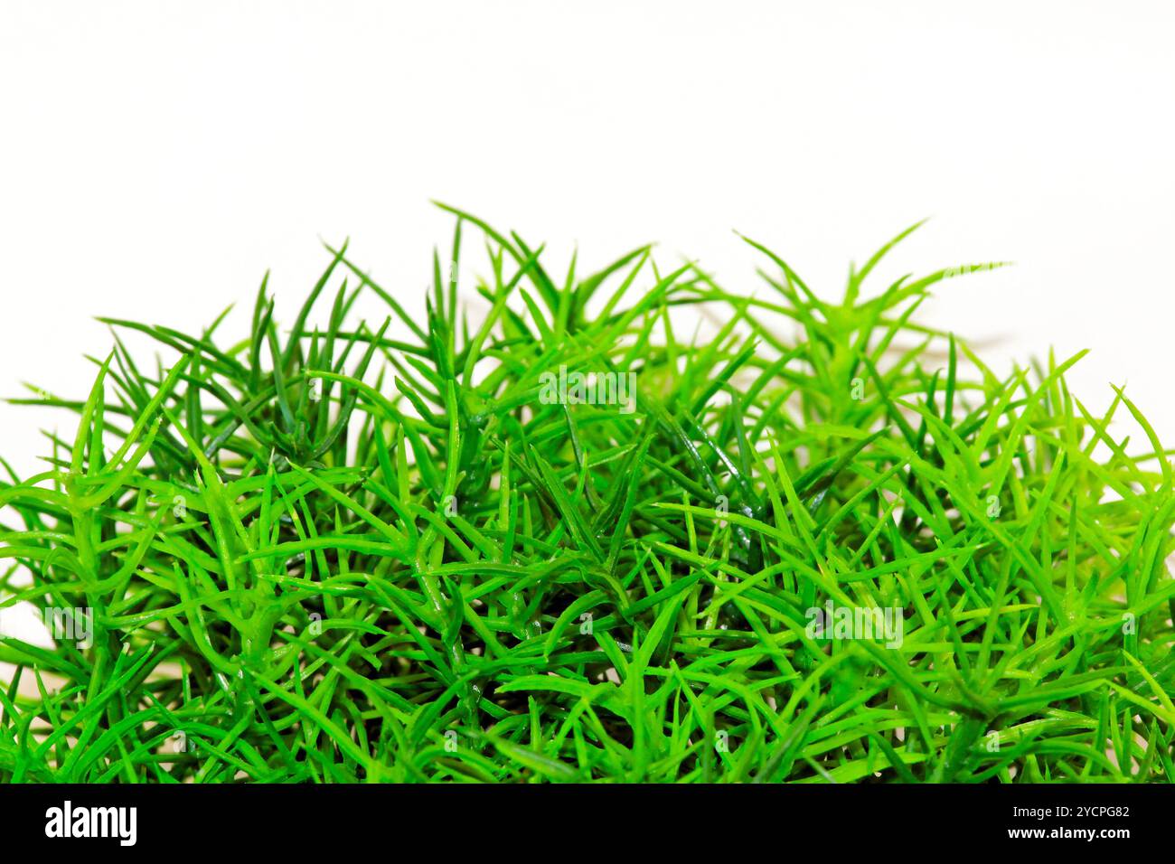 Bushy grass hi-res stock photography and images - Alamy