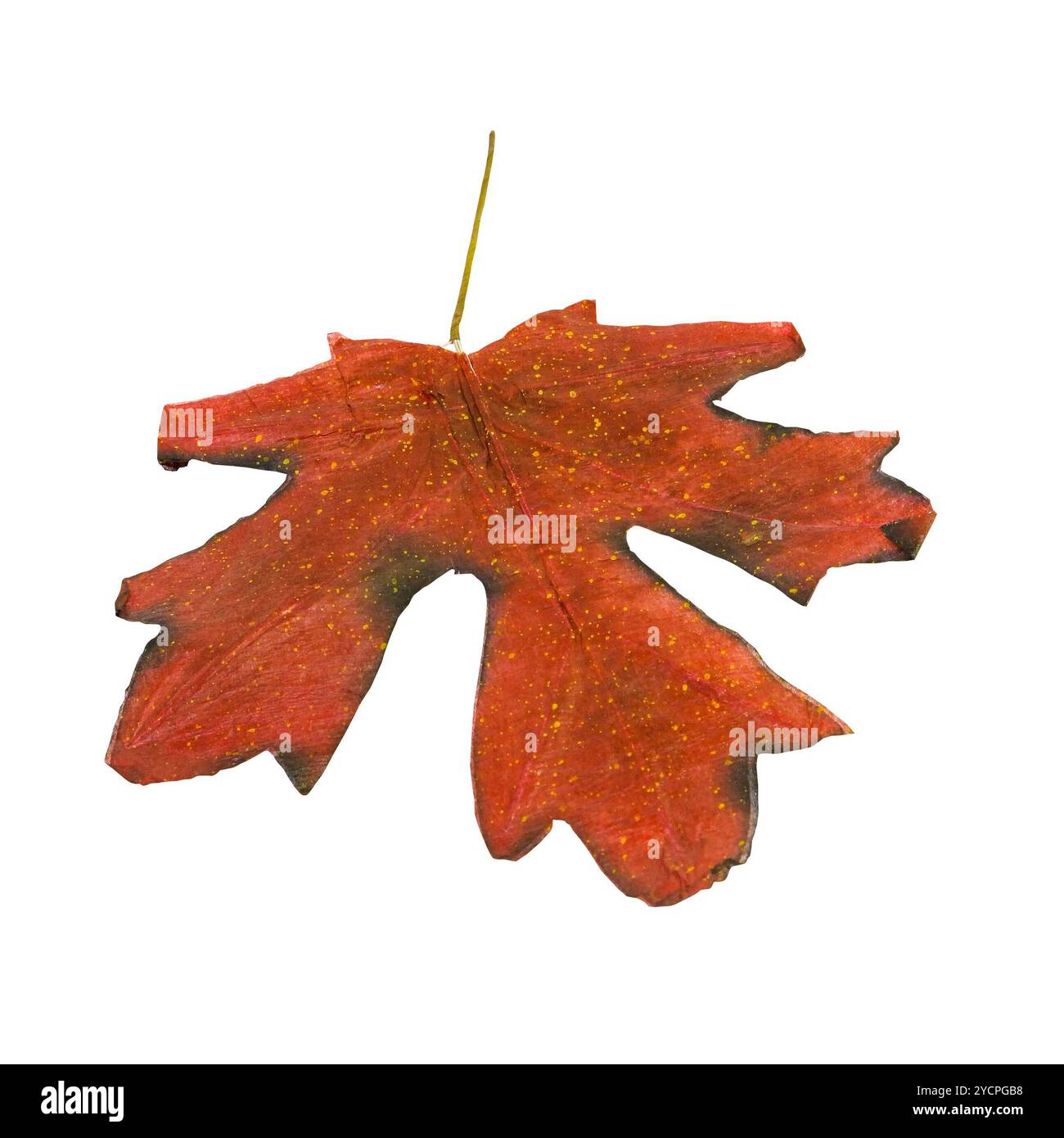 Close up leaf brown Cut Out Stock Images & Pictures - Alamy