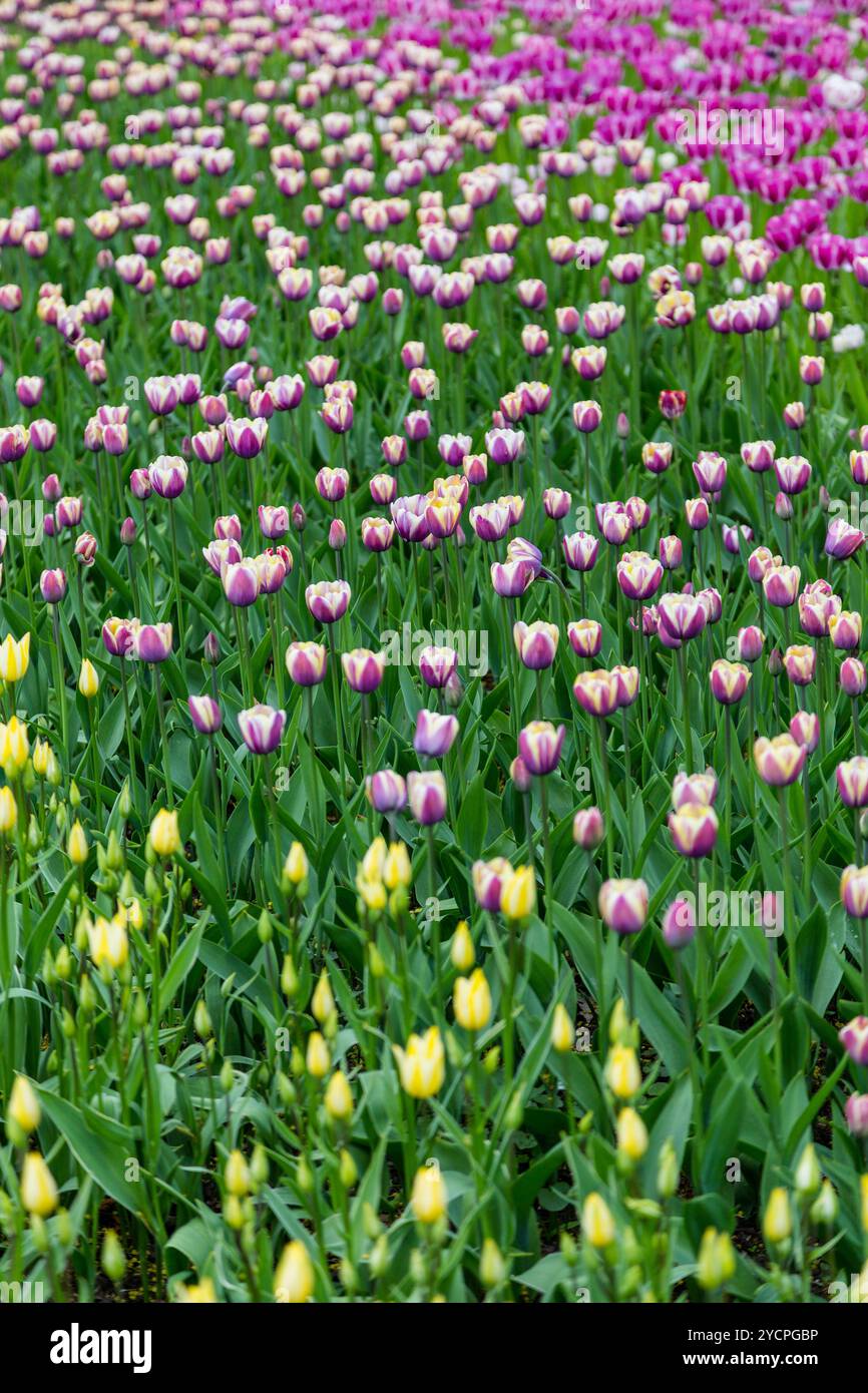 Bright colorful flowers tulips for background, posters, cards Stock ...