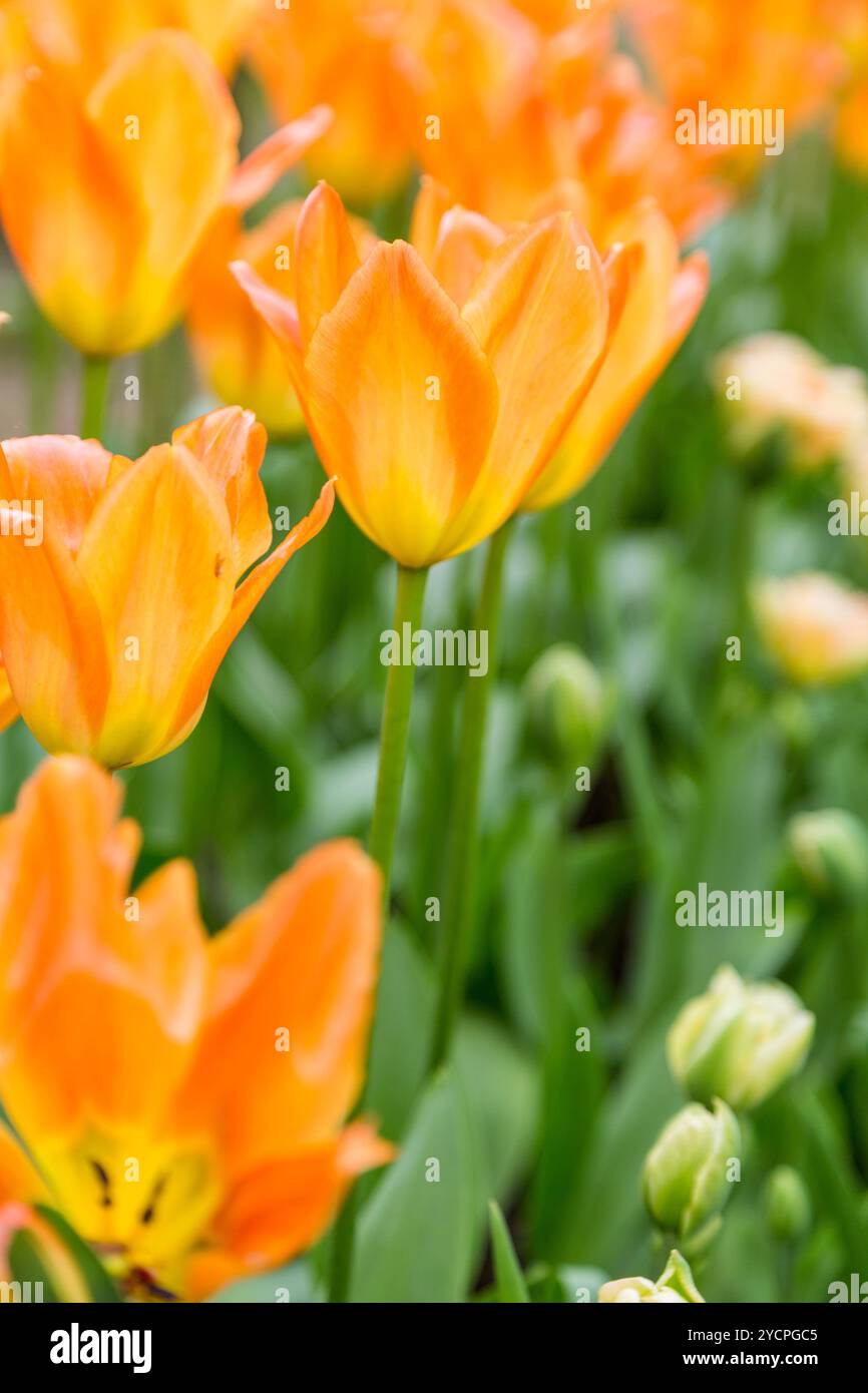Bright colorful flowers tulips for background, posters, cards Stock ...