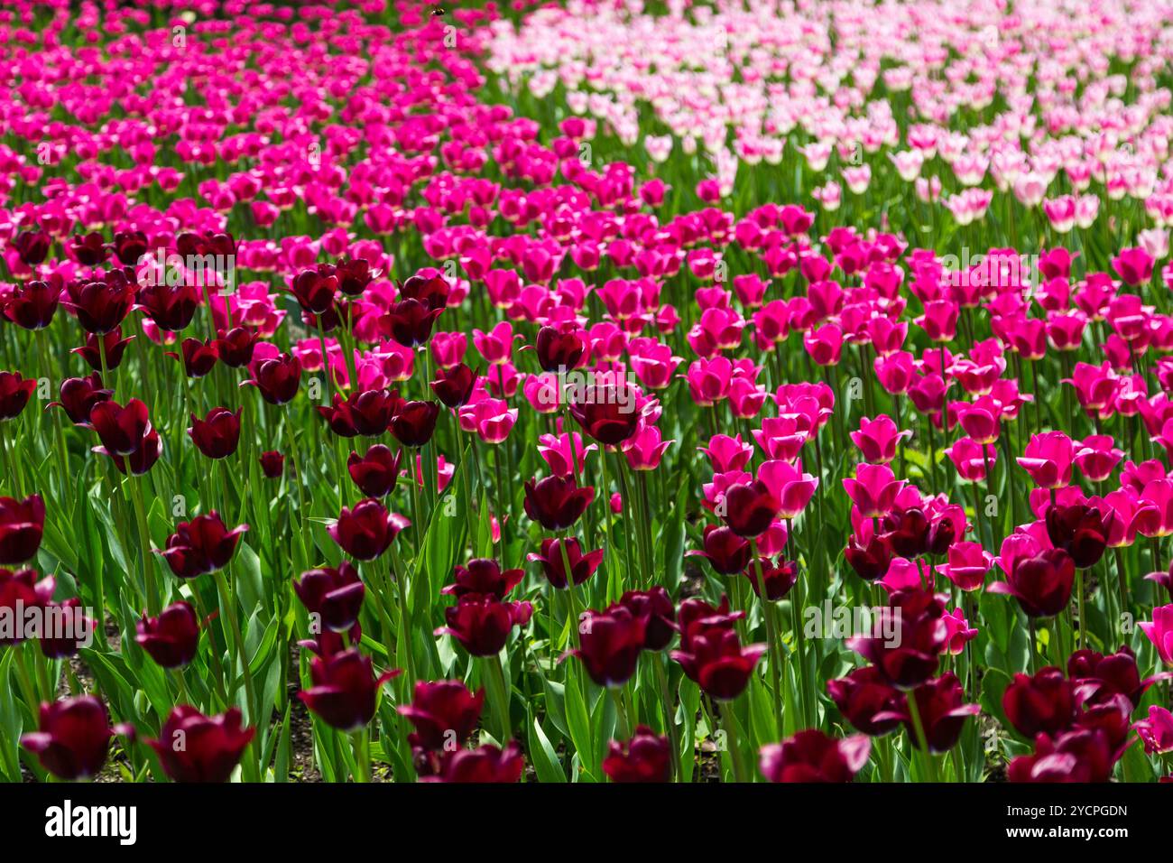Bright colorful flowers tulips for background, posters, cards Stock ...