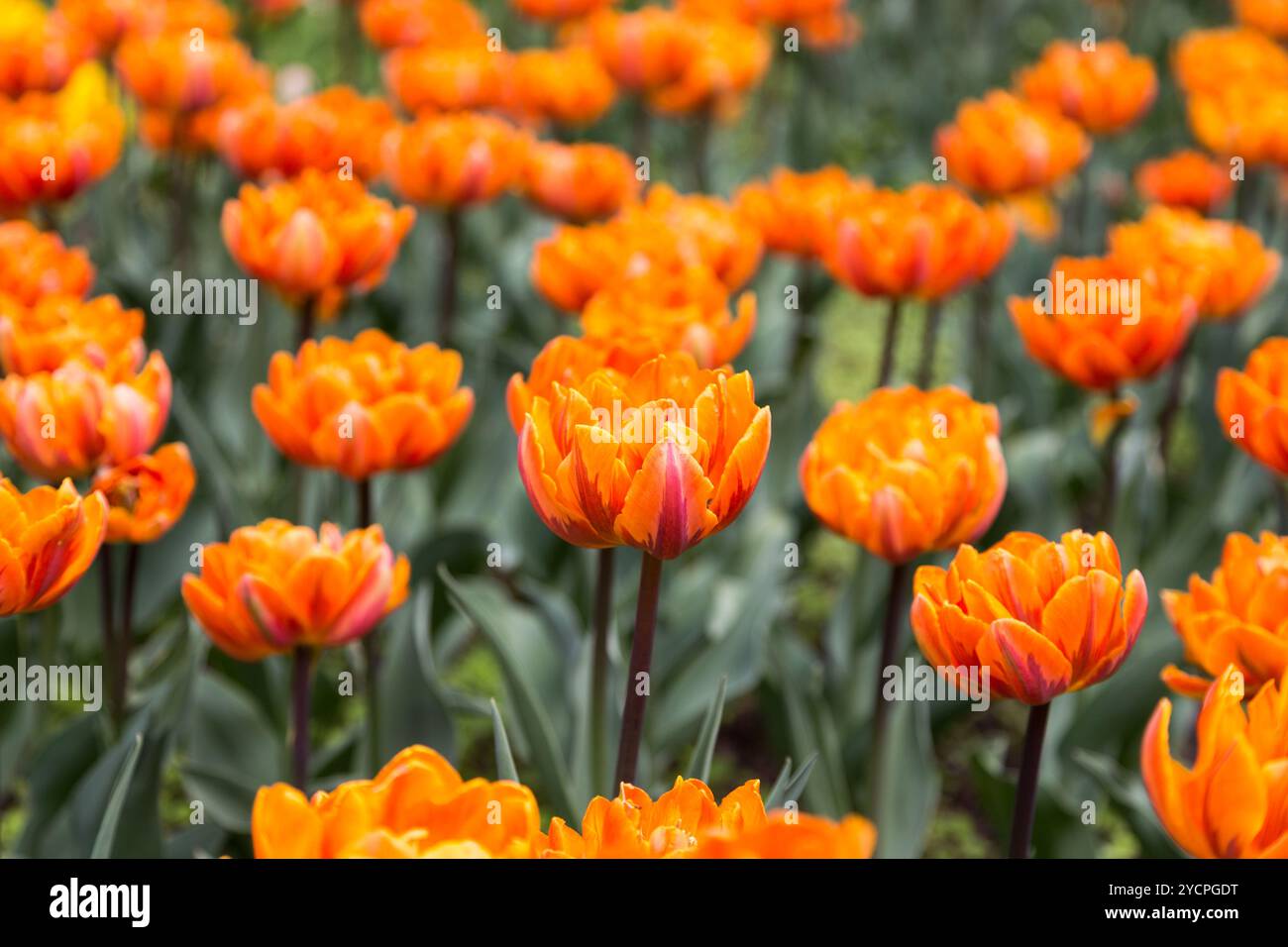 Bright colorful flowers tulips for background, posters, cards Stock ...