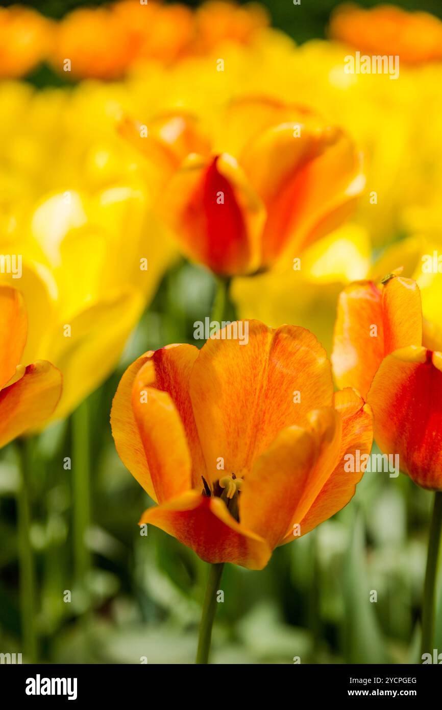 Bright colorful flowers tulips for background, posters, cards Stock ...