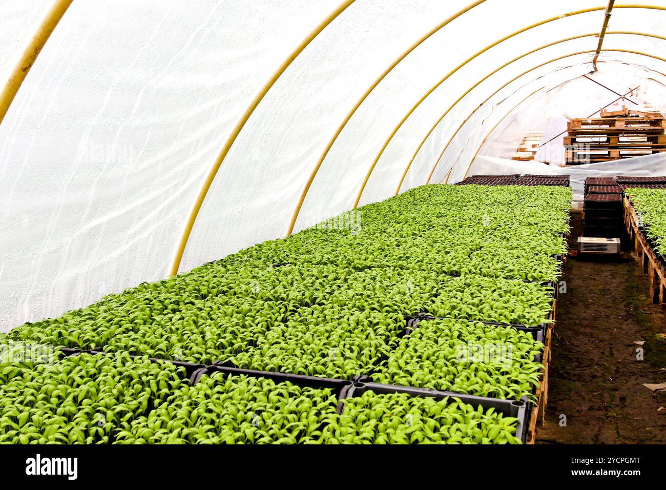 Interior greenhouse nursery hi-res stock photography and images - Alamy