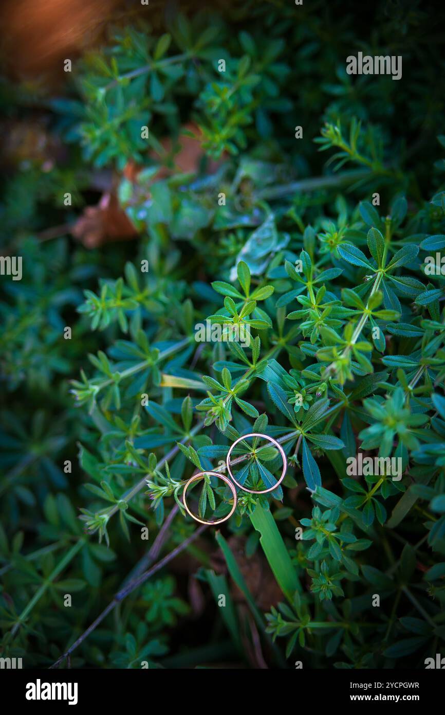 Green plant and wedding rings Stock Photo - Alamy