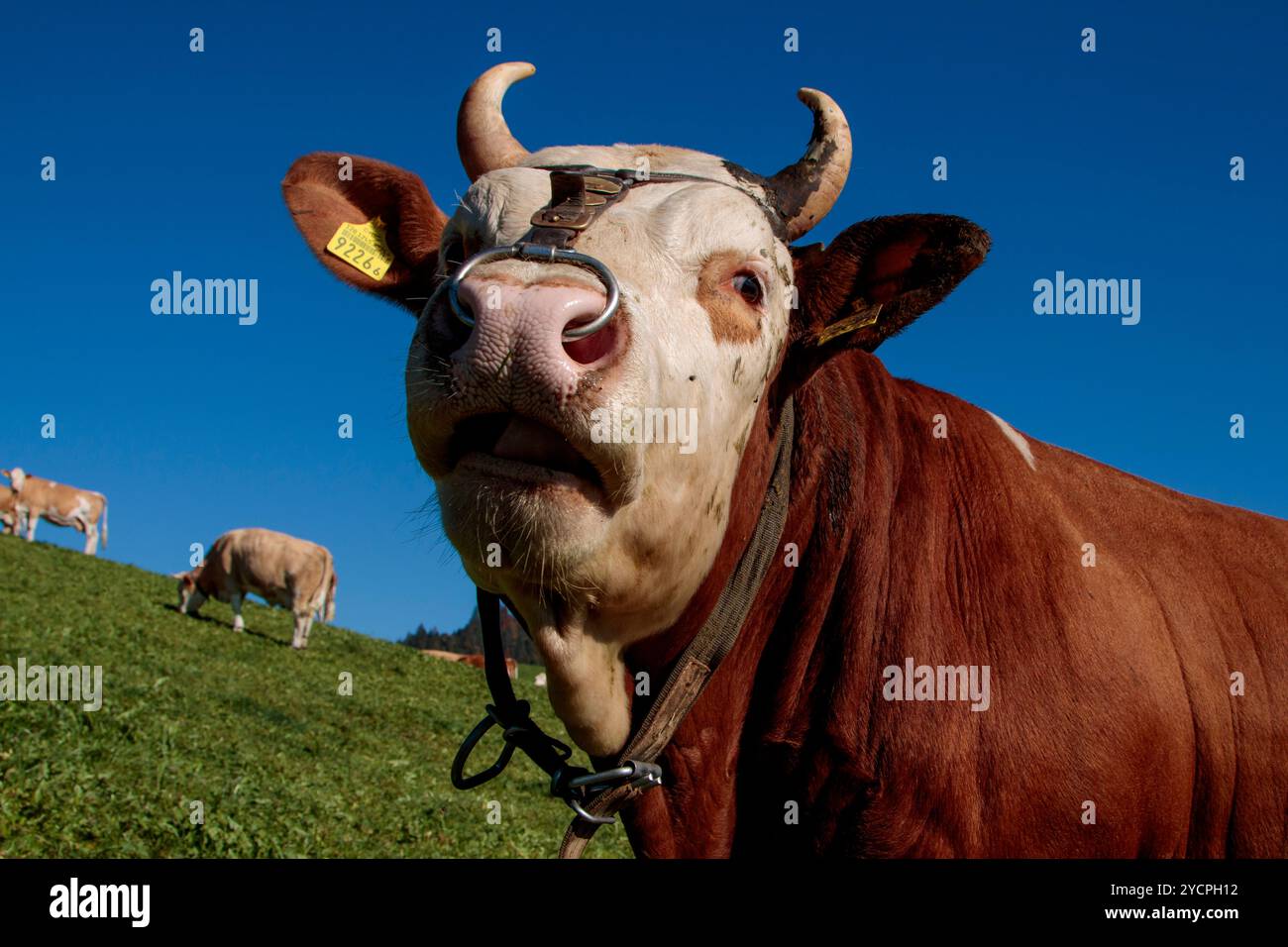 A swiss Évolène cow grazing on a steep field not far from Ramisgummen ...