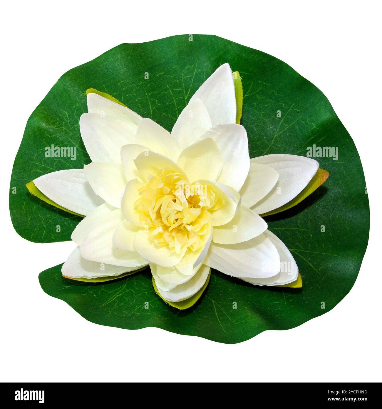 White water lily pad Cut Out Stock Images & Pictures - Alamy