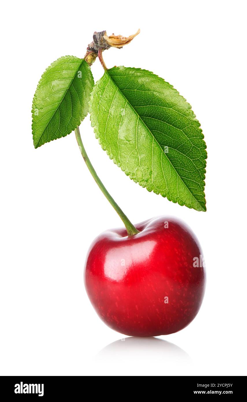 Cherry beautiful Cut Out Stock Images & Pictures - Alamy