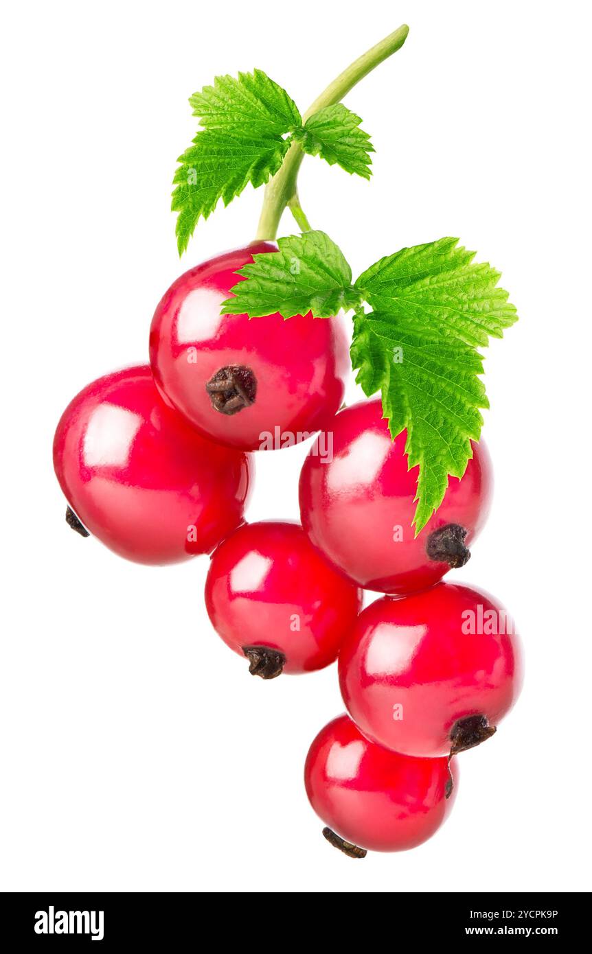 Bunch of currant hi-res stock photography and images - Alamy