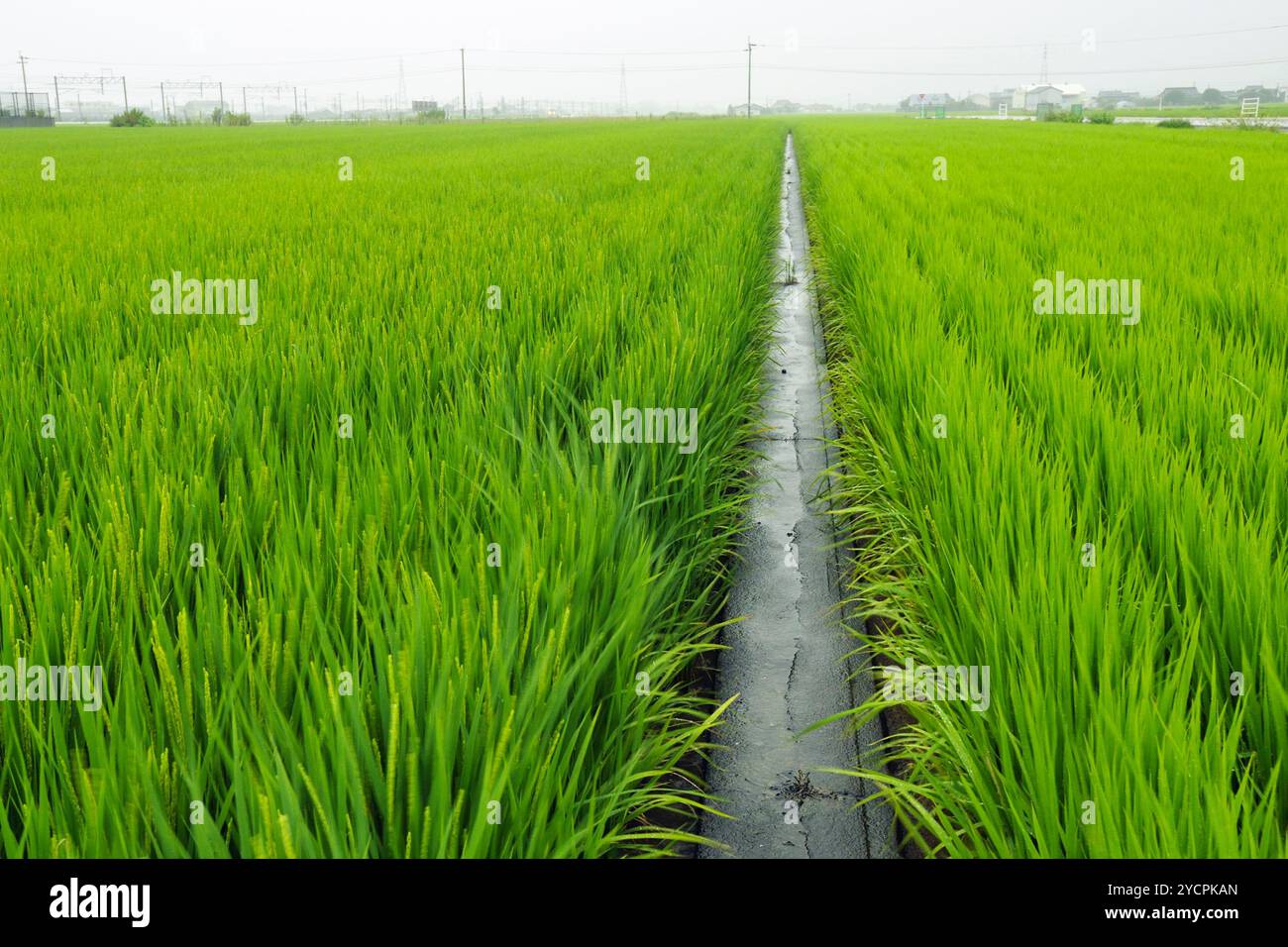 Japanese rice field hi-res stock photography and images - Alamy