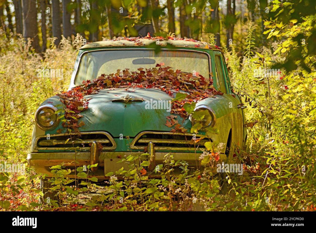 1950s nature hi-res stock photography and images - Alamy