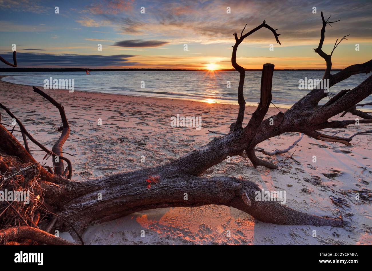 Sydney australia tree bark hi-res stock photography and images - Alamy