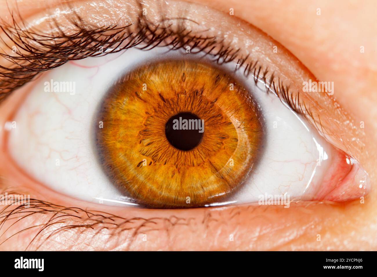 Beautiful iris human eye hi-res stock photography and images - Alamy