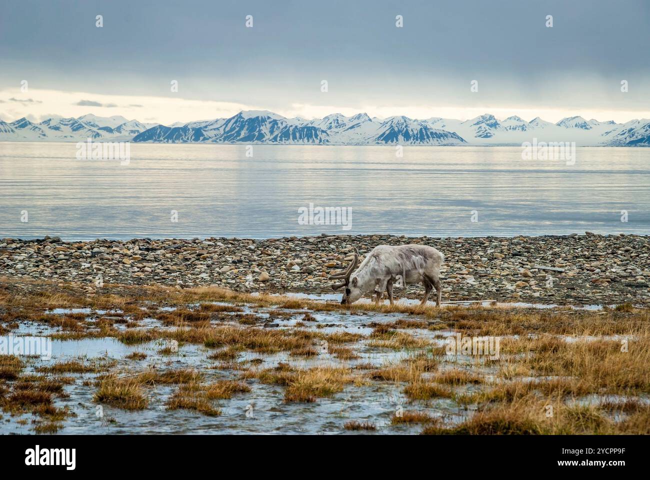 Summer arctic hi-res stock photography and images - Alamy