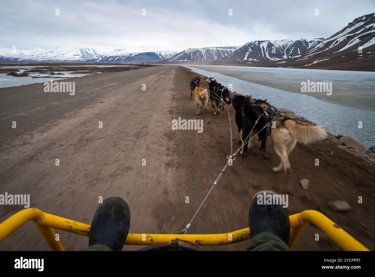 Summer dog sledding, first person perspective Stock Photo - Alamy