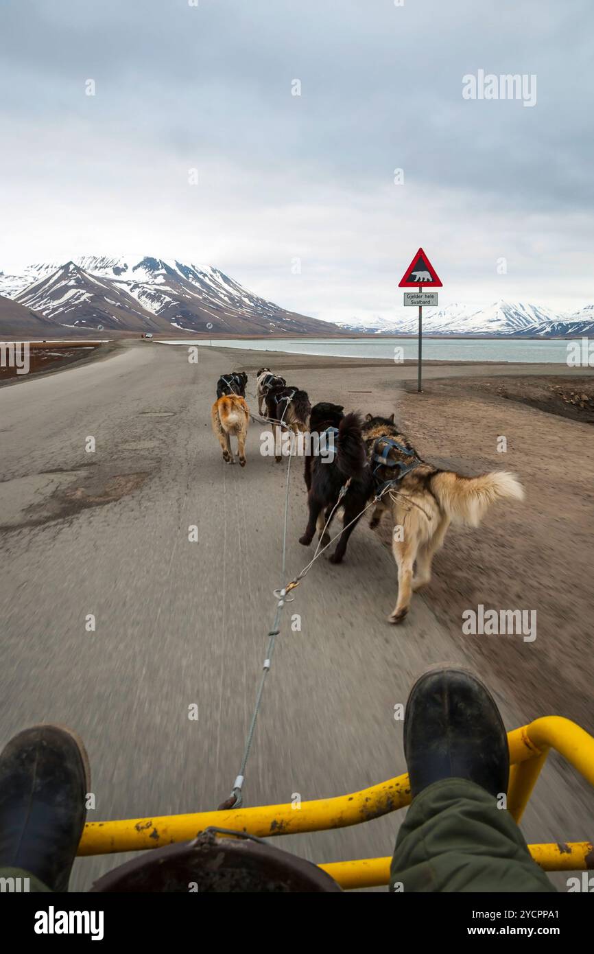Summer dog sledding, first person perspective Stock Photo - Alamy