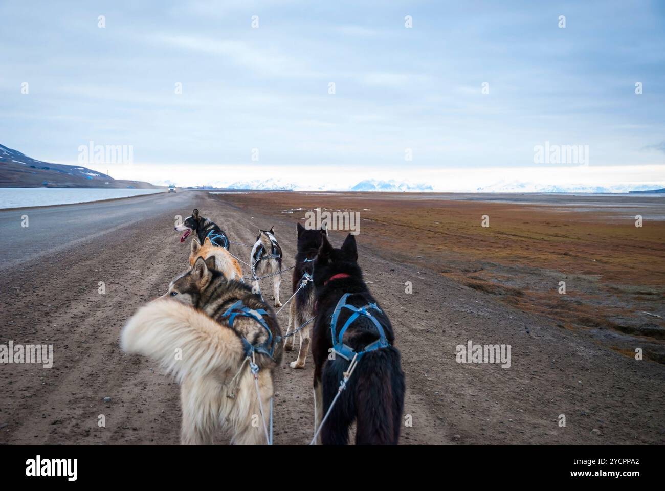 Summer dog sledding, first person perspective Stock Photo - Alamy