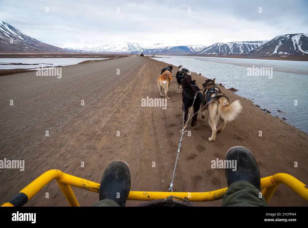 Summer dog sledding, first person perspective Stock Photo - Alamy