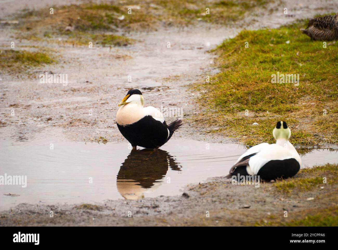 Two northern birds hi-res stock photography and images - Alamy