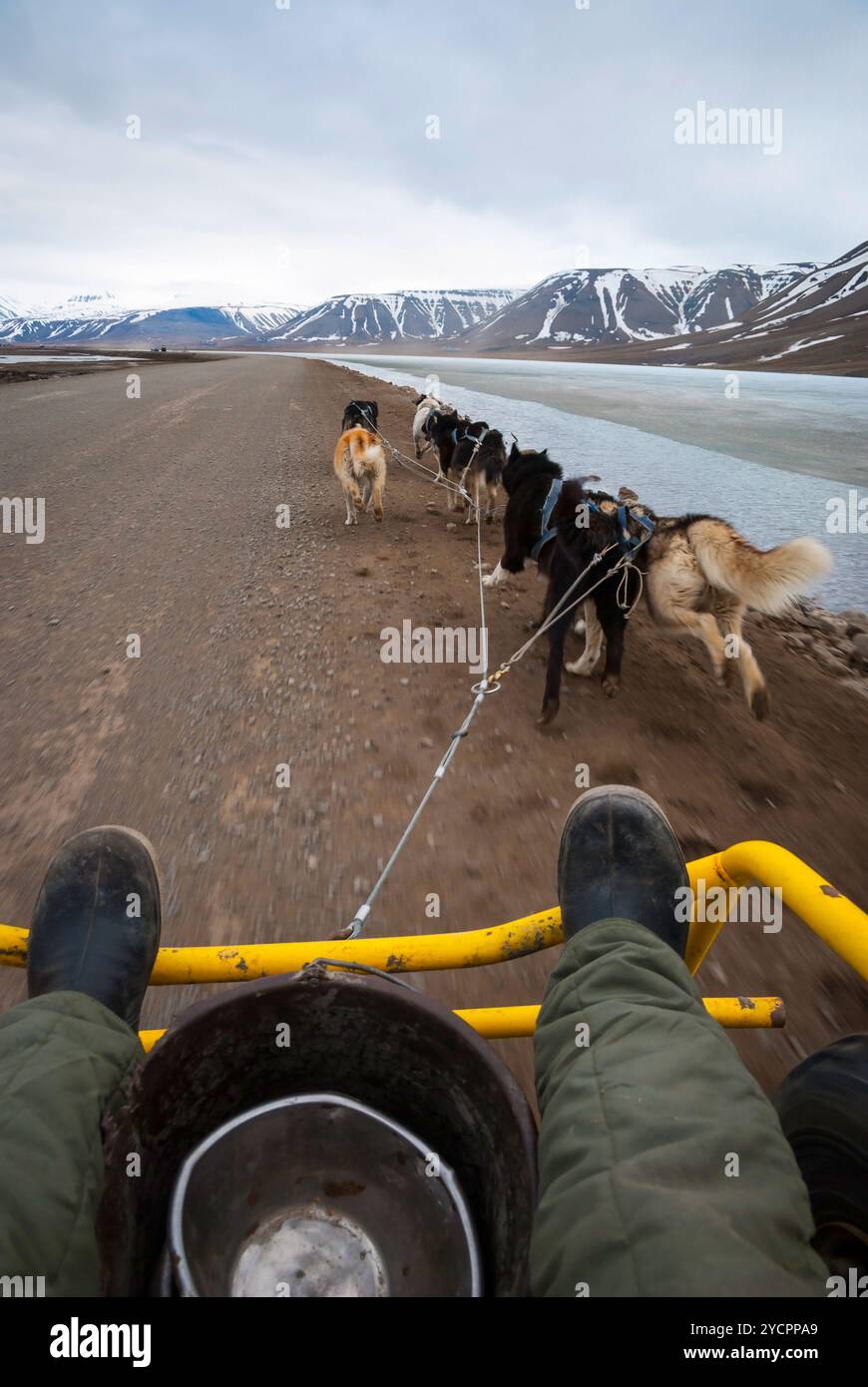 Summer dog sledding, first person perspective Stock Photo - Alamy