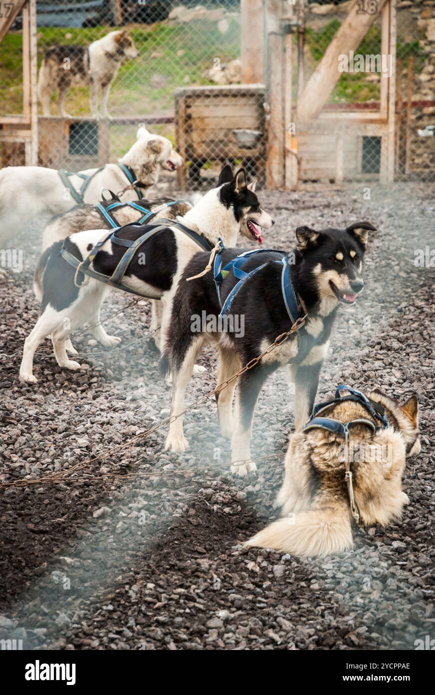 Sledding dogs in the kennel Stock Photo - Alamy
