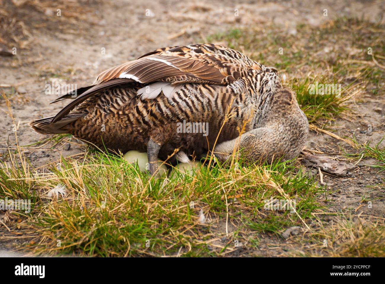Female common eider bird laying eggs Stock Photo - Alamy