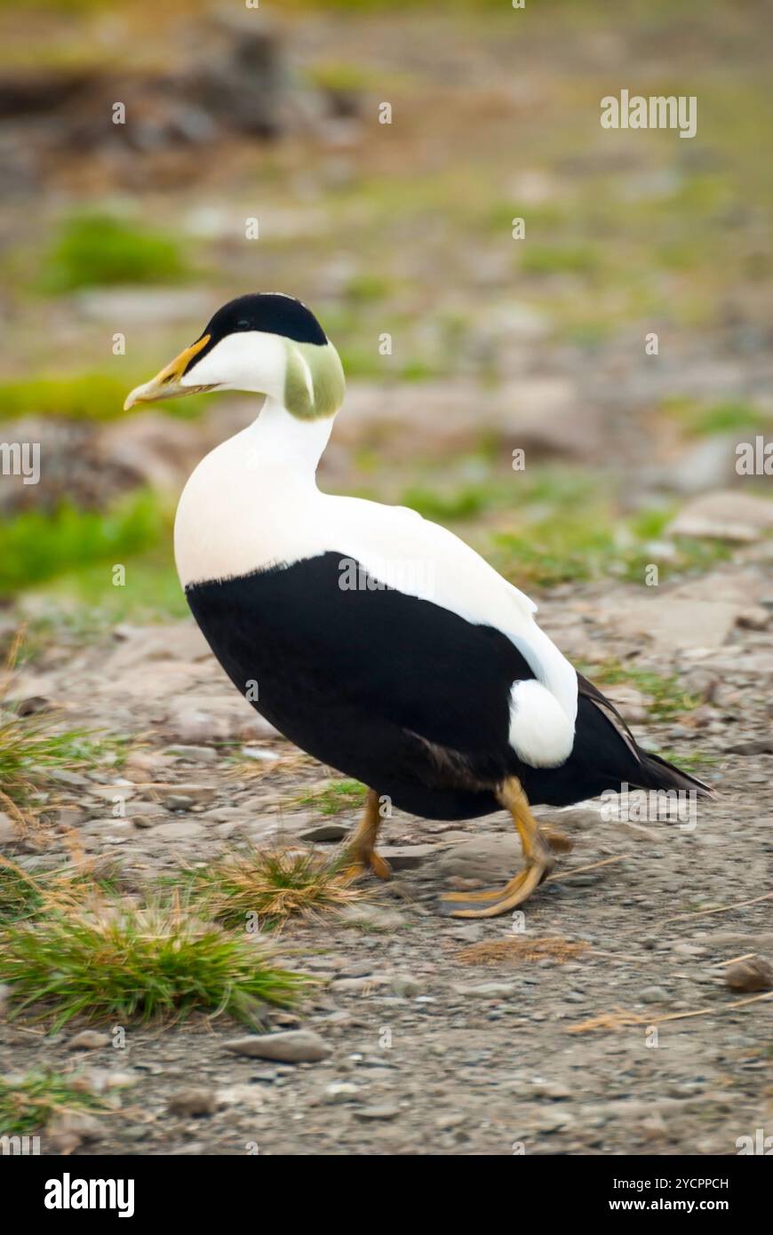Common eider nesting Stock Photo - Alamy